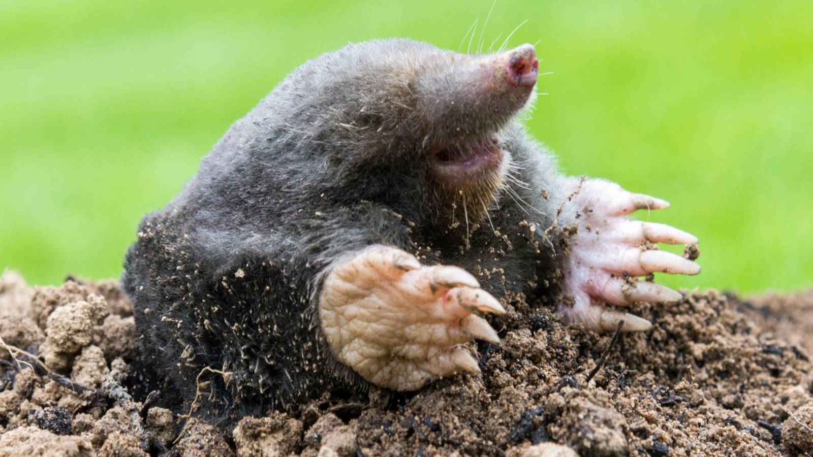 How to Identify and Eliminate Garden Moles from Your Yard