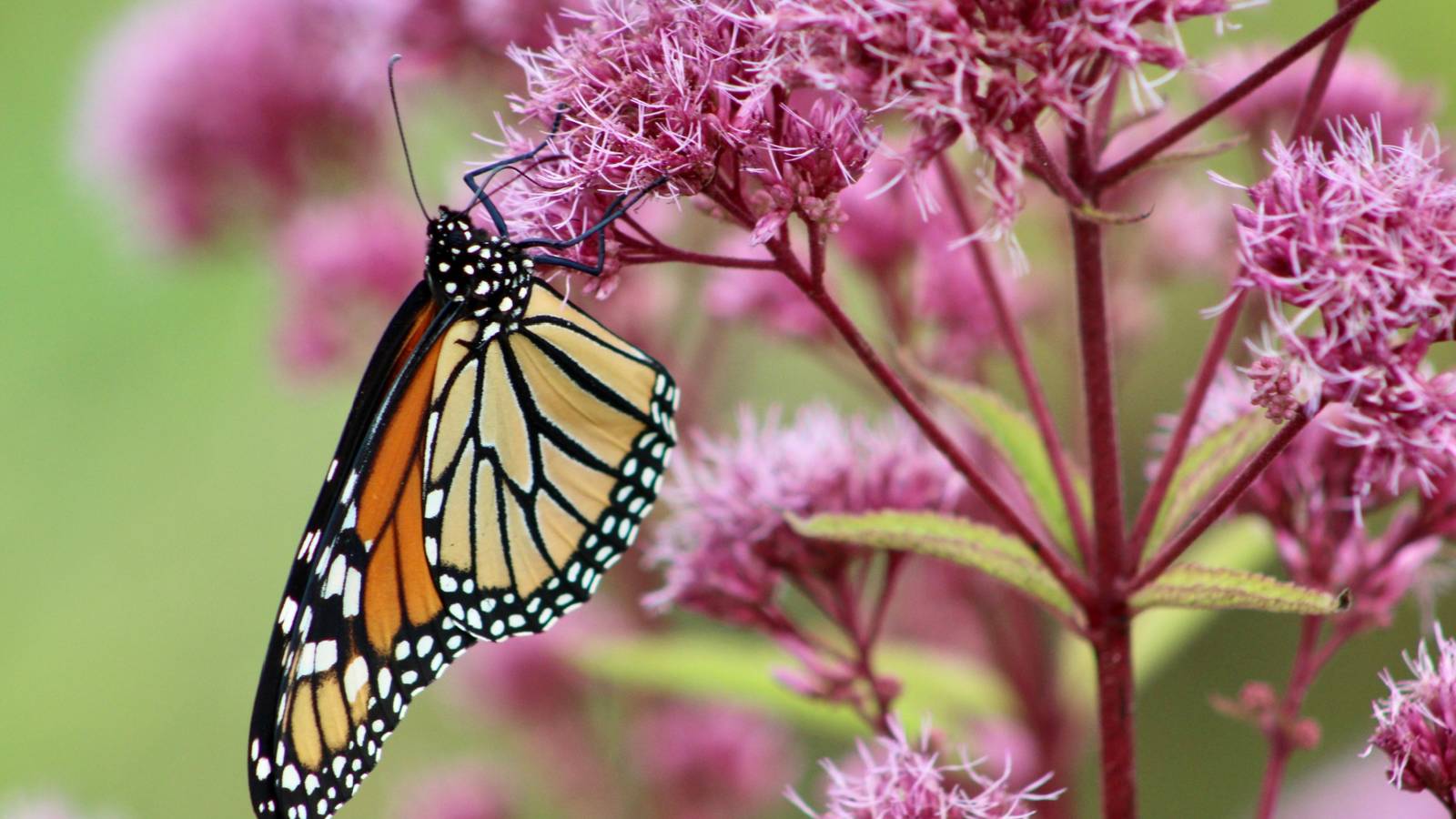 6 Common Plants That Aren't Weeds