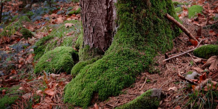 Tree Moss: How to Handle It and What It Means for Your Trees