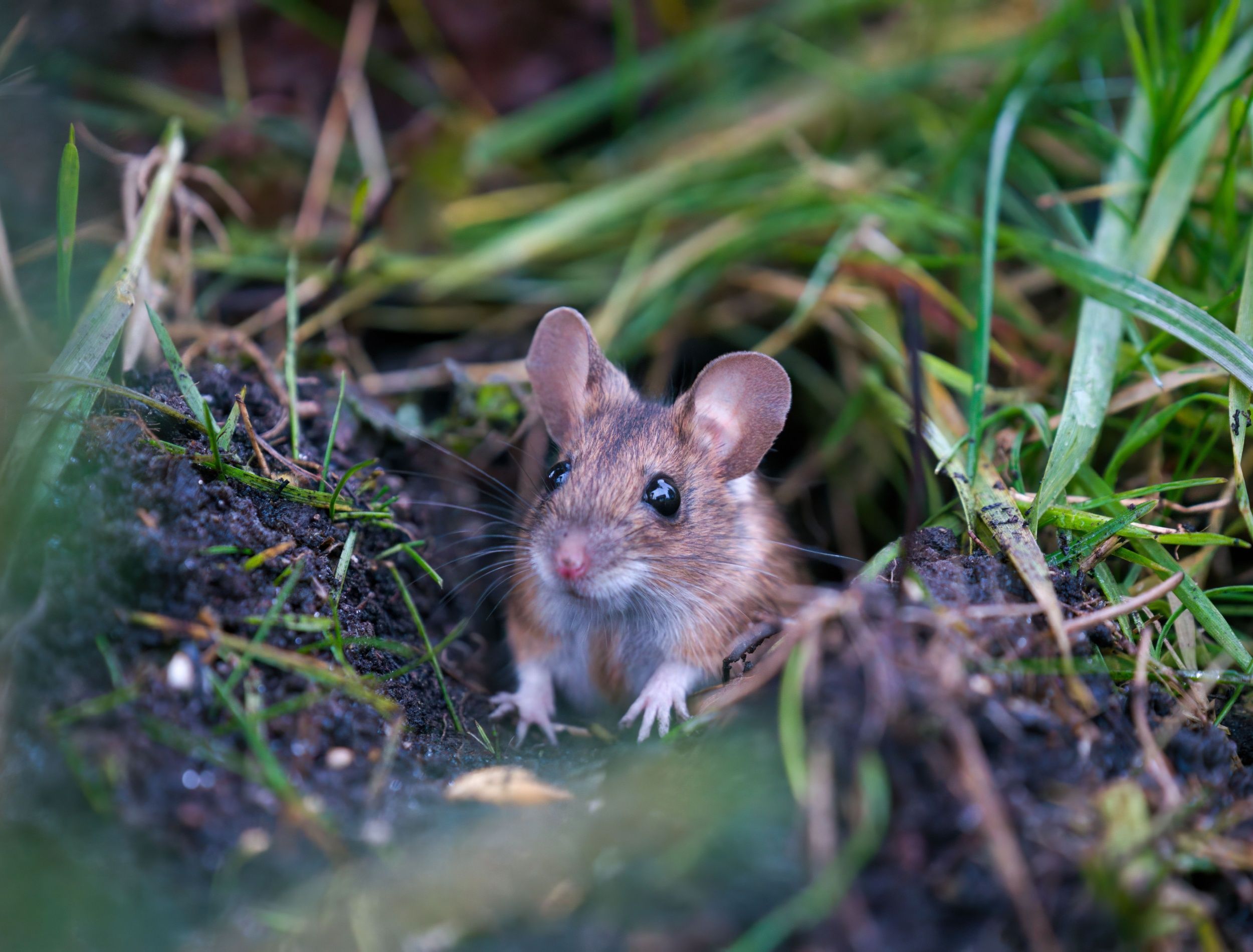 Detecting and Eliminating Mice Infestations
