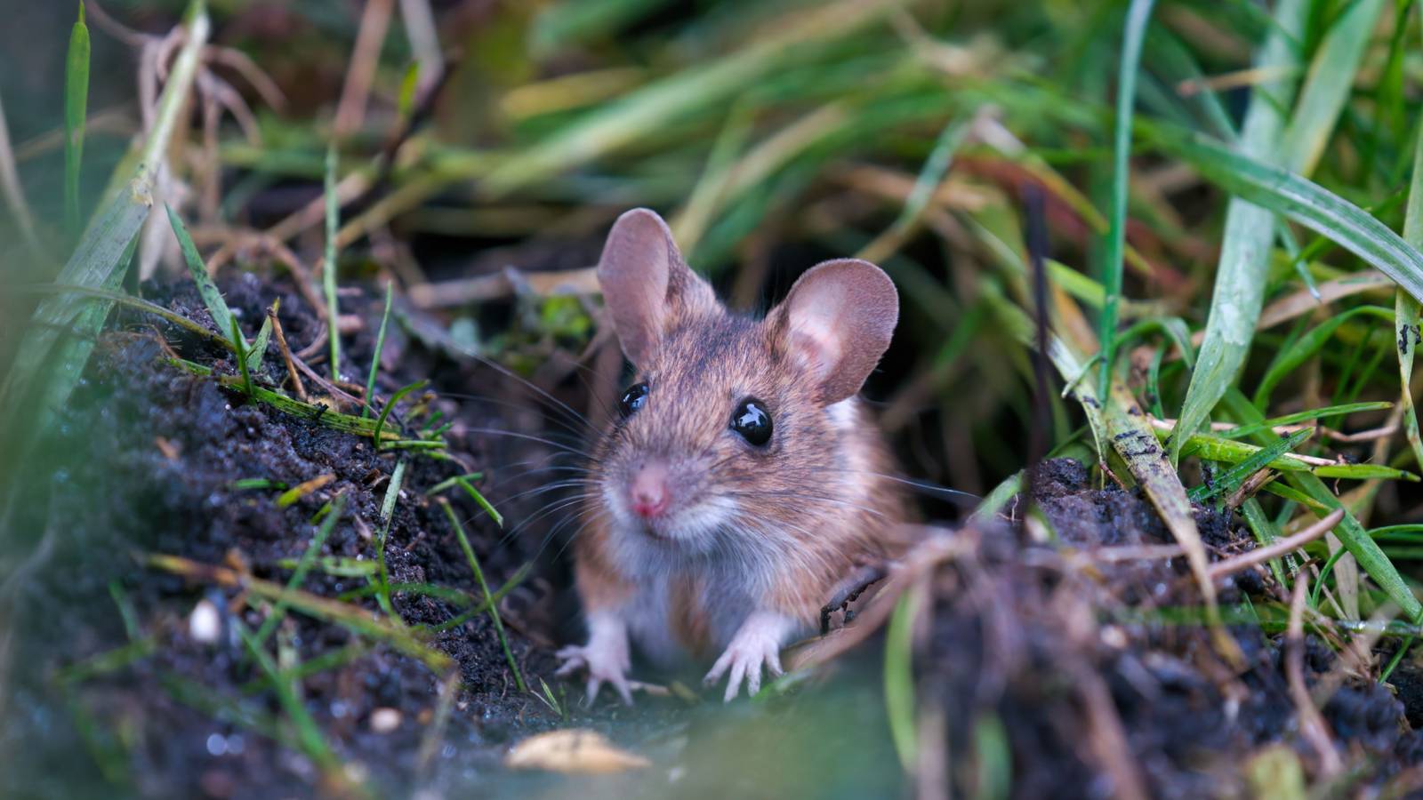 Detecting and Eliminating Mice Infestations