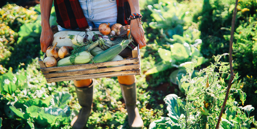 How to Get Started With Urban Homesteading