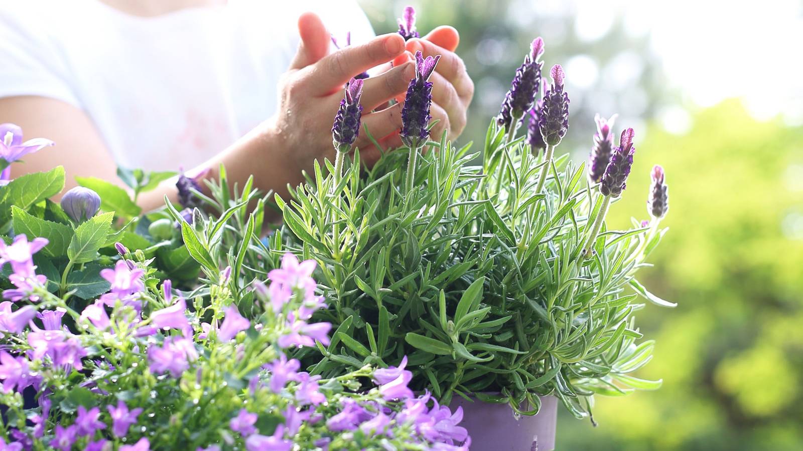 Top Plants for a Lively Outdoor Workout Space