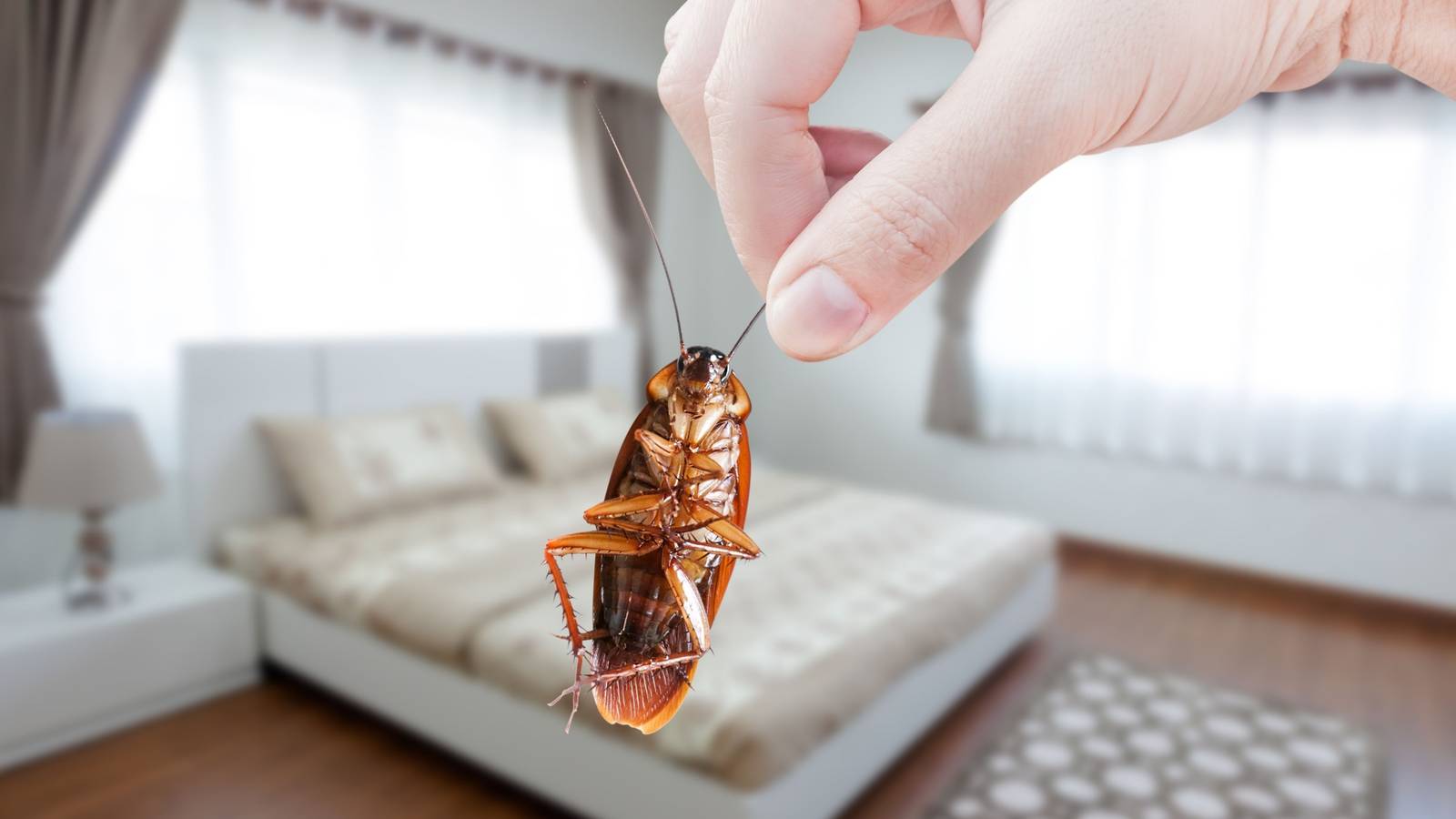 Eliminating Roaches with Household Ingredients