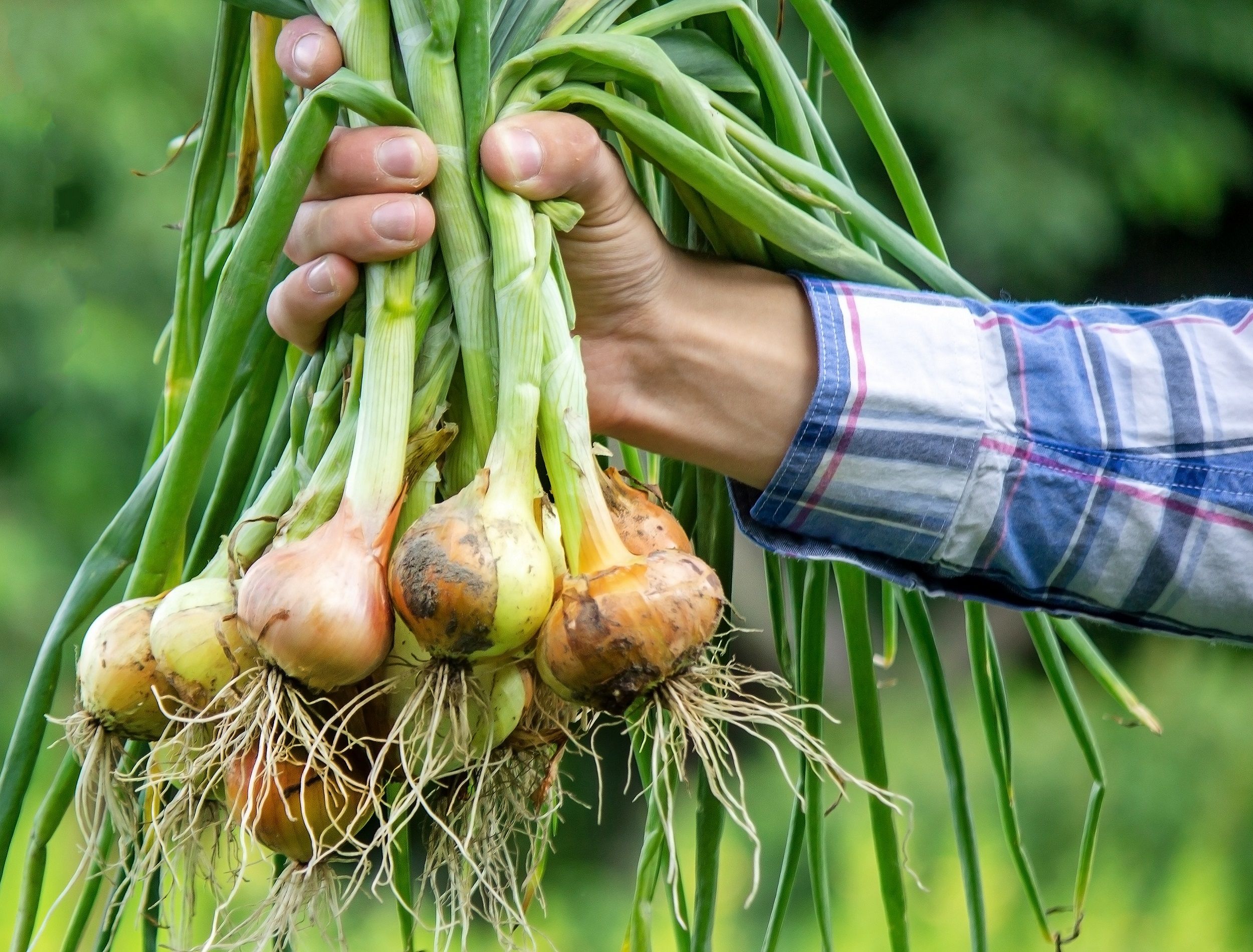 Grilling With Vidalia Onions For Your Backyard BBQ