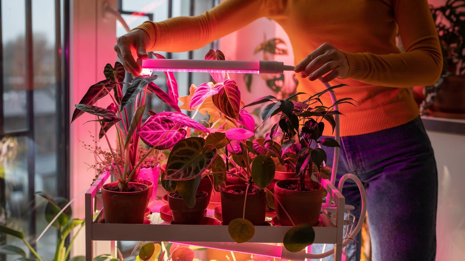 Top 3 Pink Grow Lights for Indoor Gardening