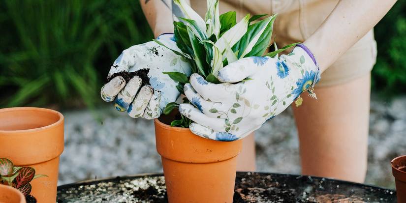 New Houseplant Essentials: A Comprehensive Care Checklist