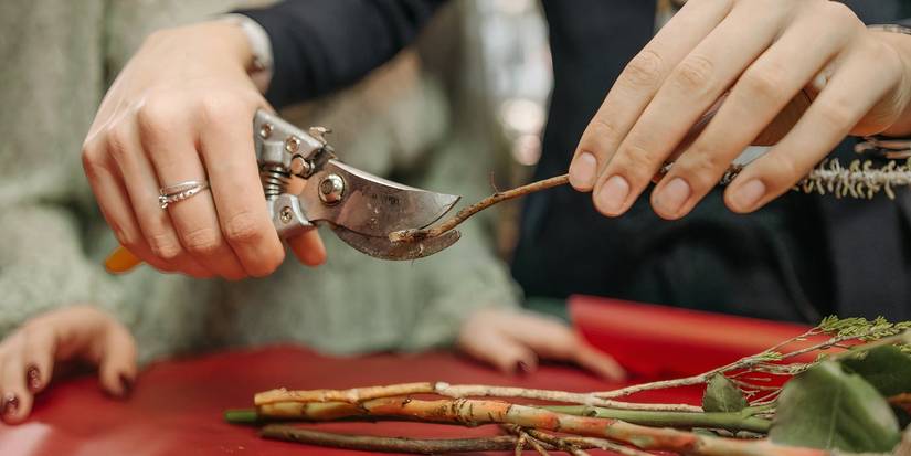From One to Many: The Easy Way to Propagate Houseplants