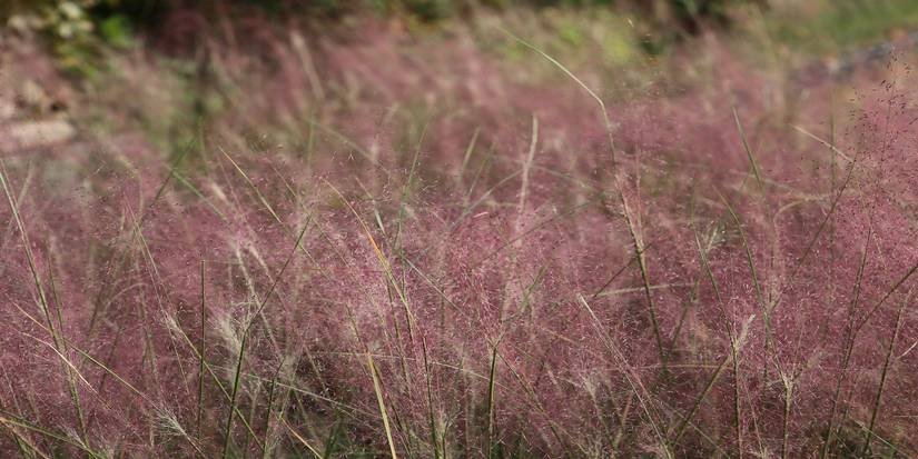 Best Filler Plants for Lush and Vibrant Gardens