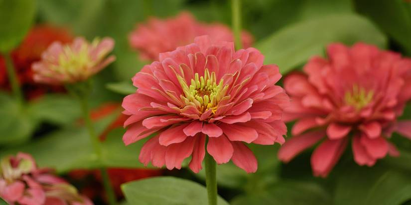 Zinnias in Space: How Flowers Paved the Way for Future Space Farming