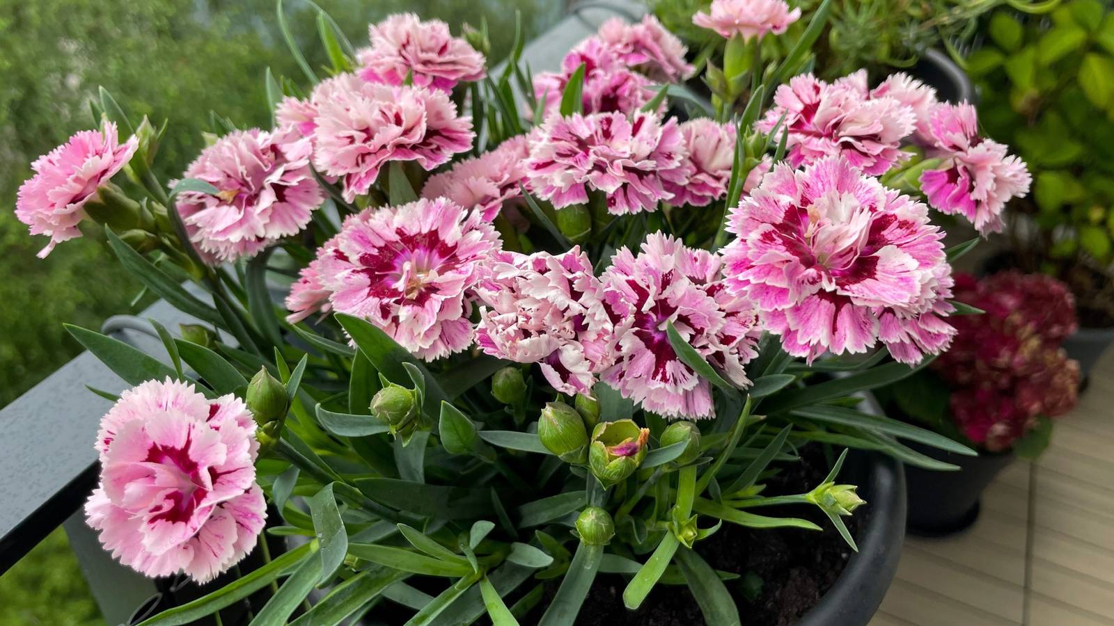 Carnations: Why These Garden Flowers Aren't Hugely Popular