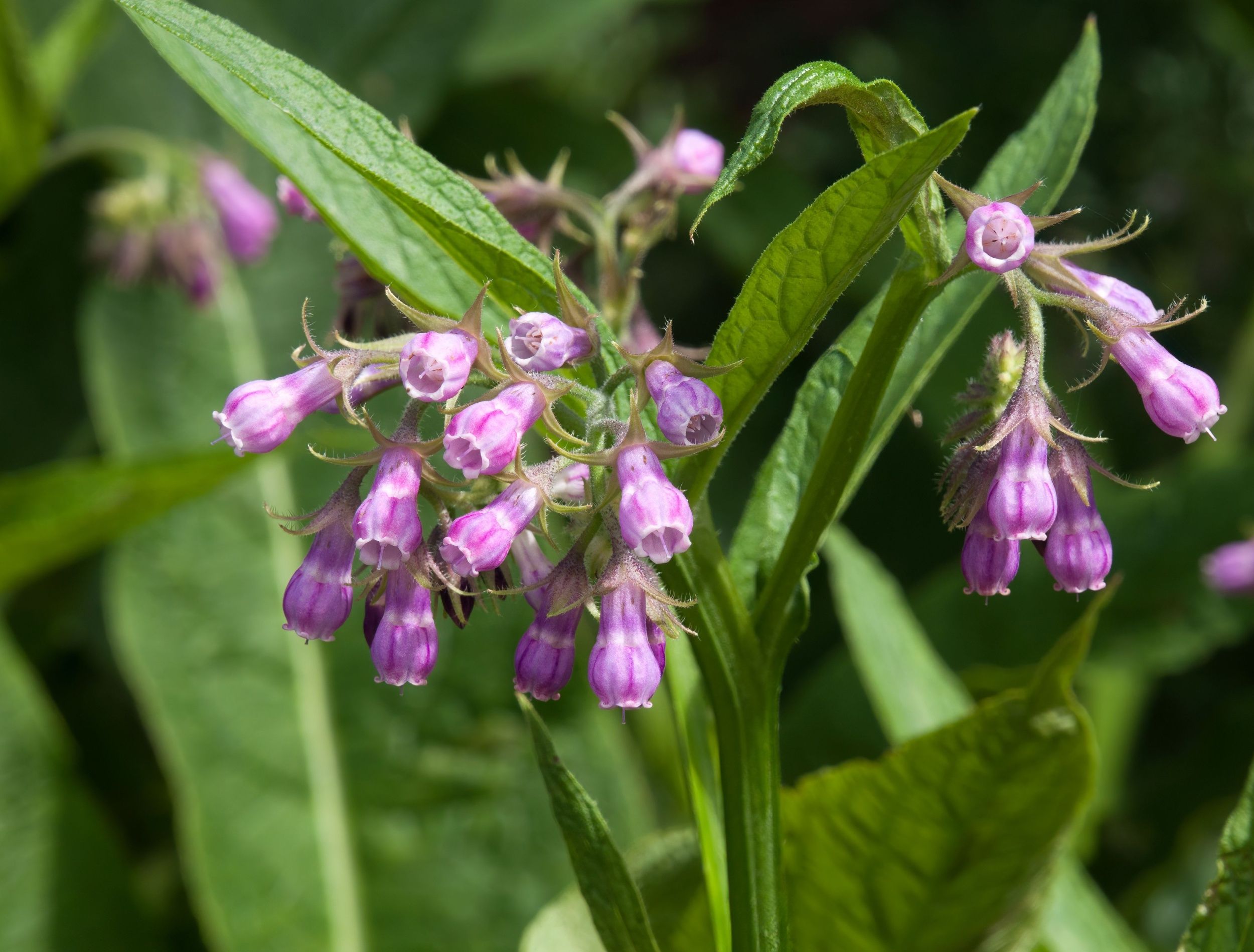 Boost Your Compost: 6 Plants to Cultivate for Composting