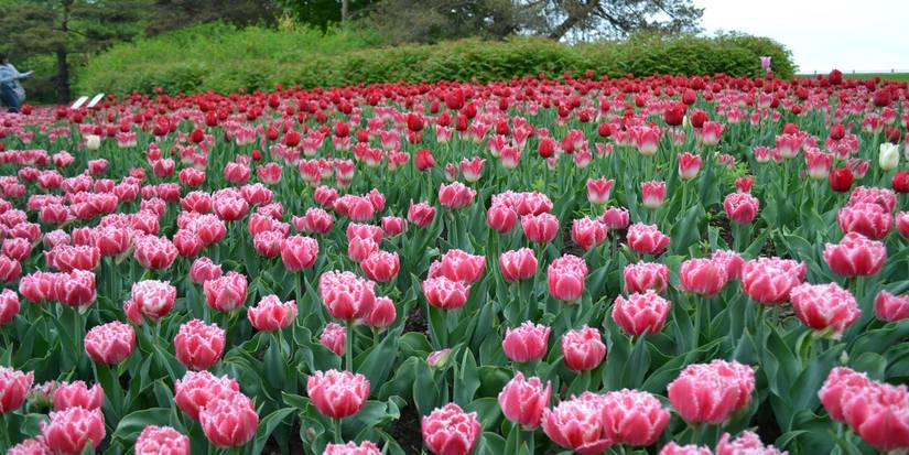 Holland, Michigan’s Tulip Festival Feels Like Europe in Spring