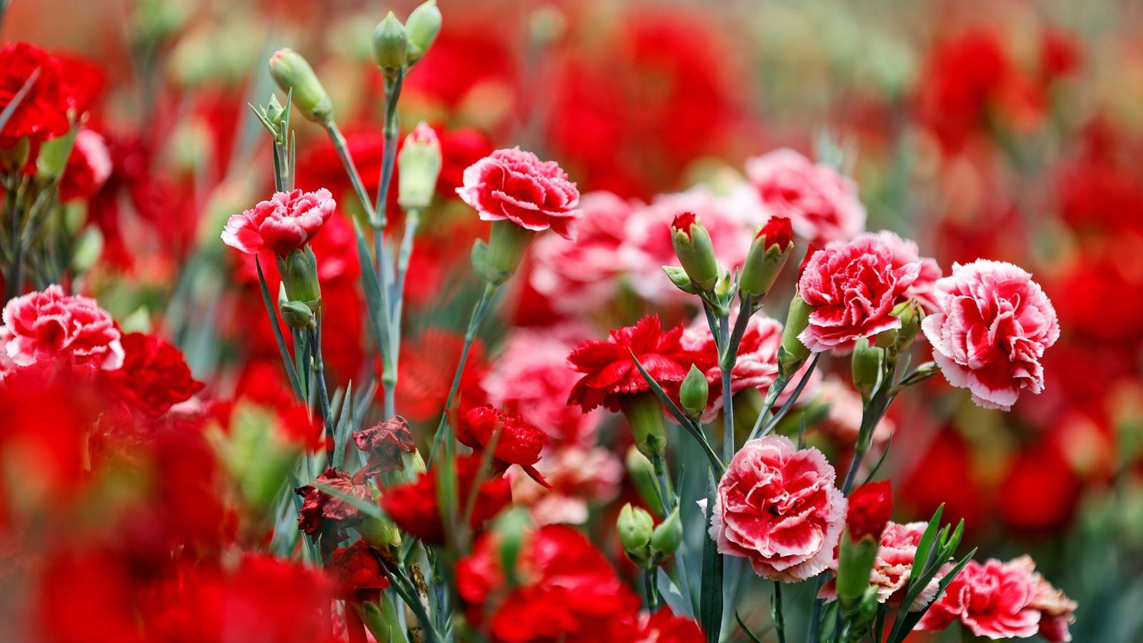 Plant Varying Carnation Flower Colors to Create a Vibrant Garden