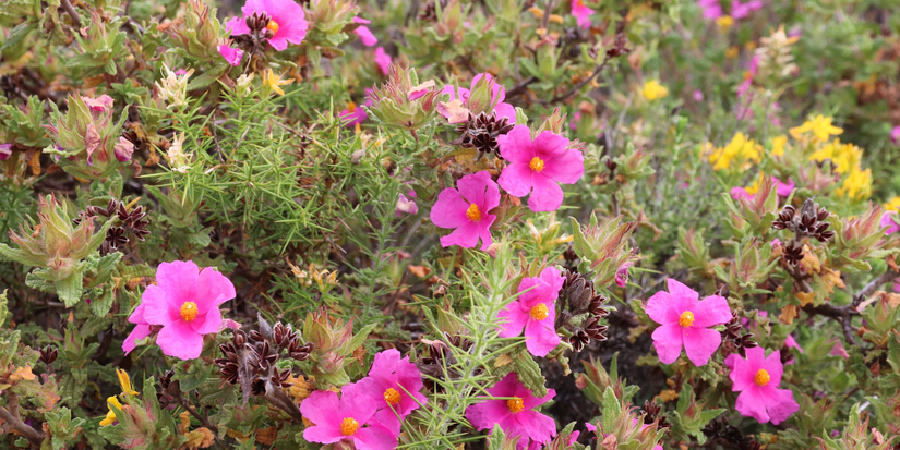8 Pretty Plants and Flowers For Your Gravel Garden