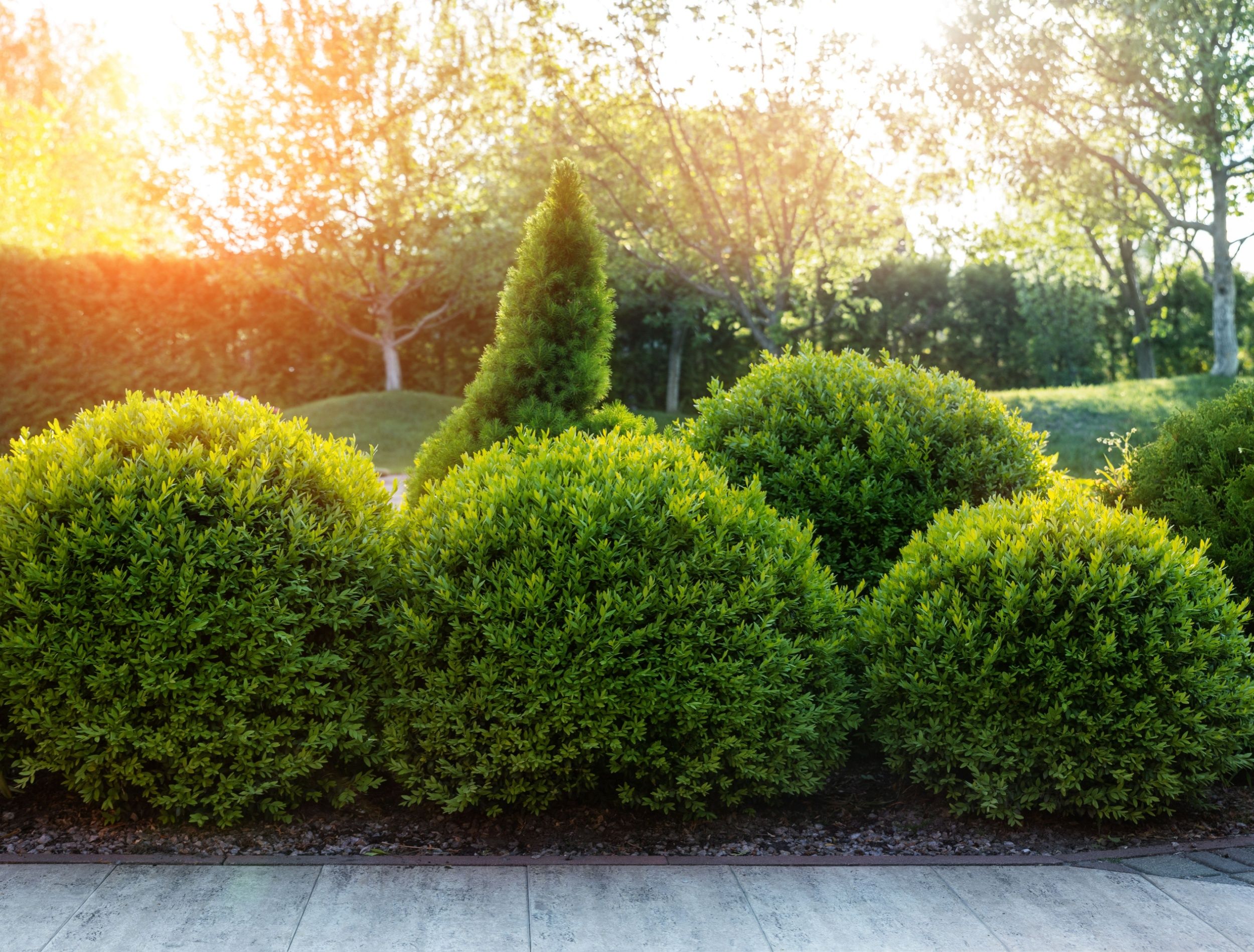 6 Types of Evergreens To Fill In Your Landscaping Design