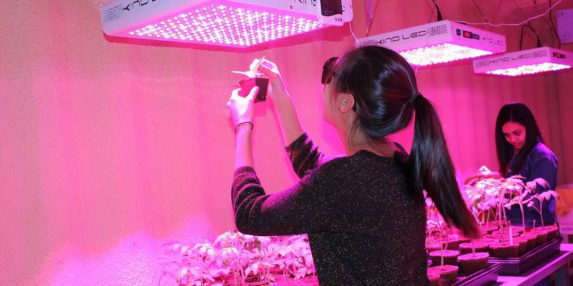 Energy-Generating Fake Plant: The Future of Clean Air and Power for Homes