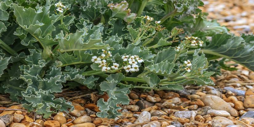 Unique Vegetables to Elevate Your Landscape