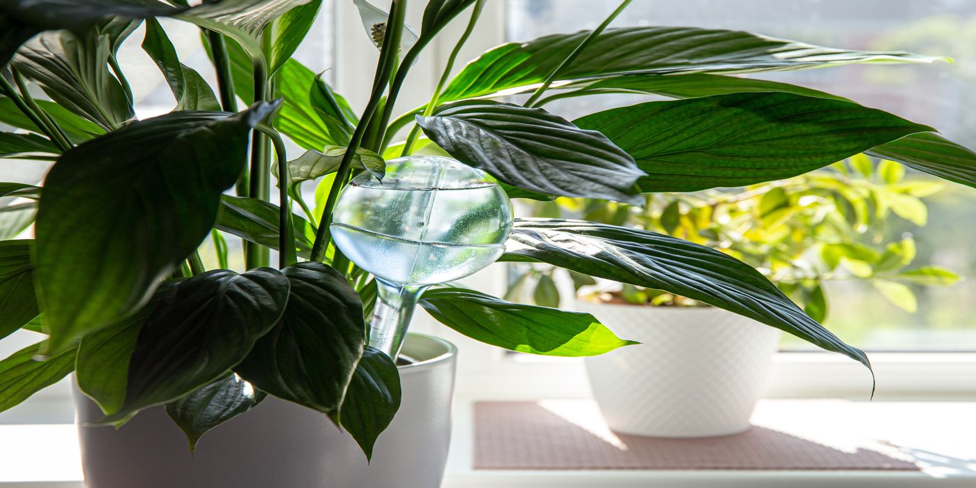 Auto Watering: 5 Genius Ways to Keep Up With Watering Your Houseplants