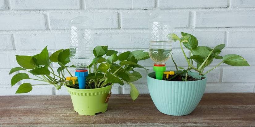 Beyond the Watering Can: 6 Houseplant Hydration Hacks