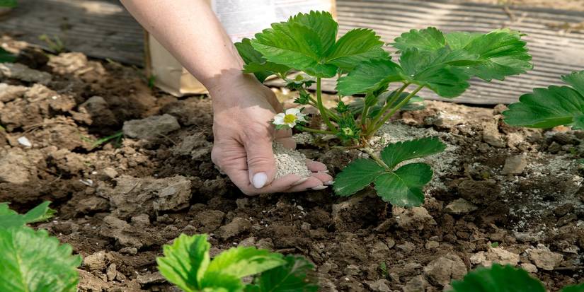 How to Effectively Side Dress Your Vegetable Plants