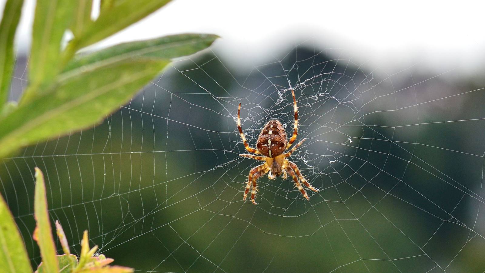 Garden Spiders: Natural Pest Control or Garden Nuisance?