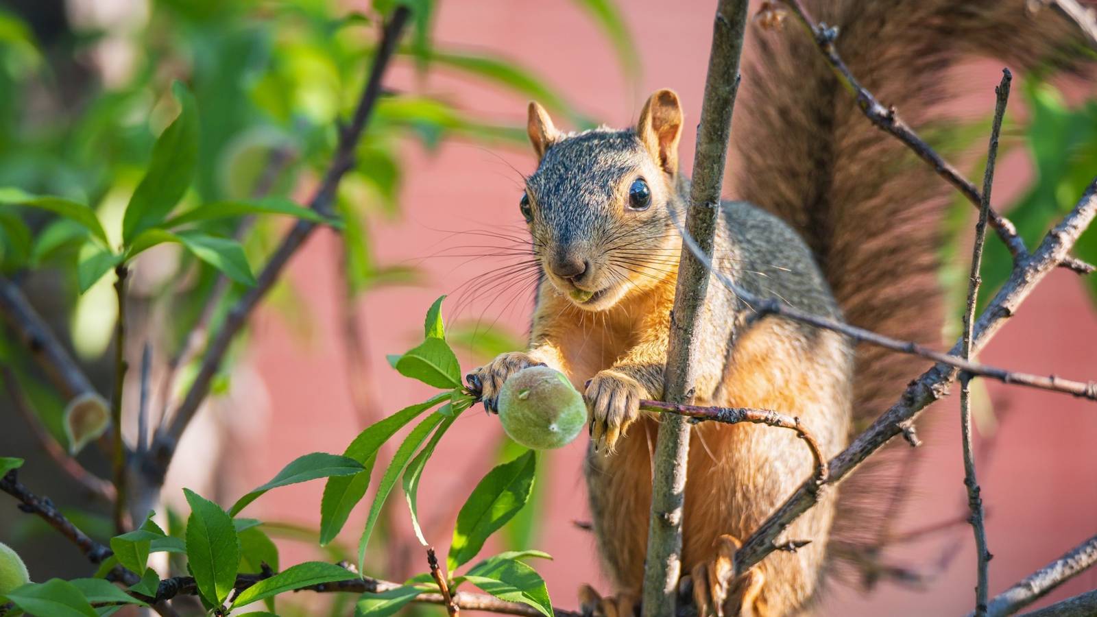 Squirrels in Your Yard: Good or Bad?