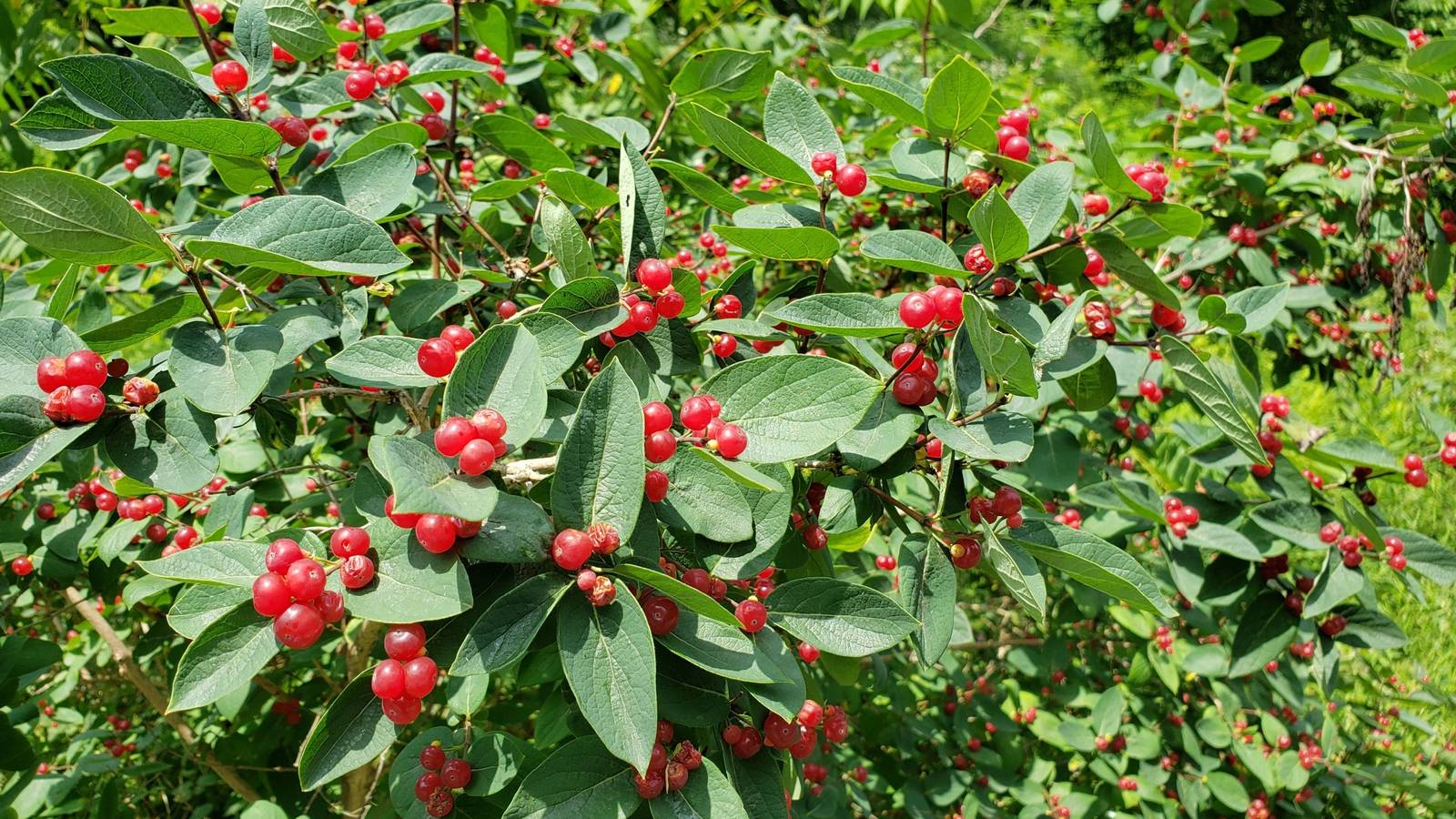 6 Most Dangerous Invasive Plants That Are Illegal