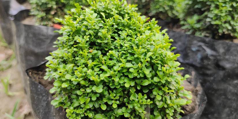 6 Types of Evergreens To Fill In Your Landscaping Design