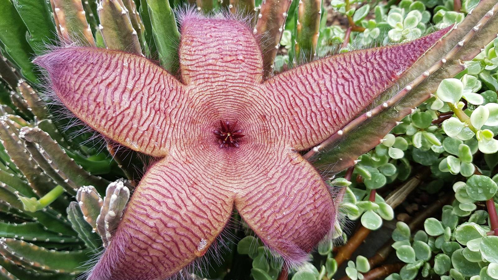 The World's Ugliest Flowers (That You Can't Grow At Home)