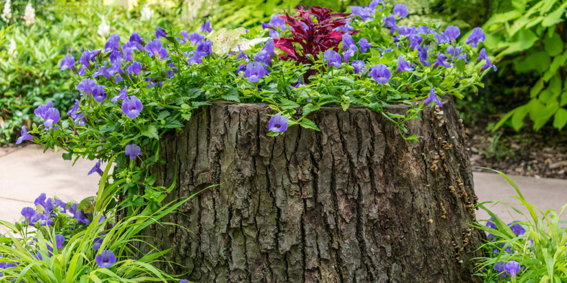 Transform Tree Stumps into Stunning Garden Features