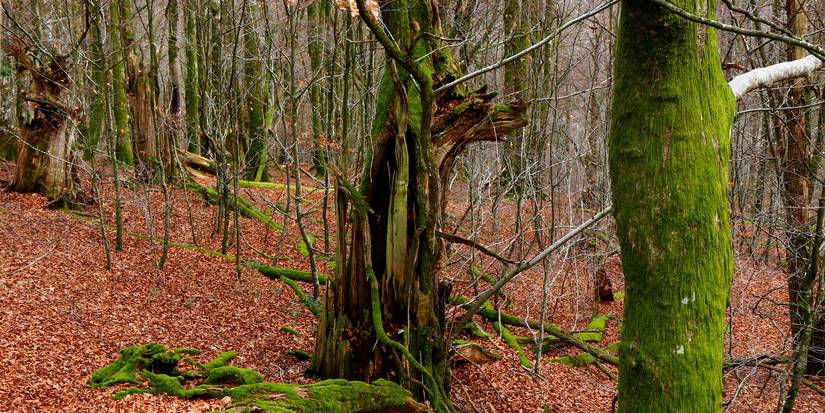 Tree Moss: How to Handle It and What It Means for Your Trees