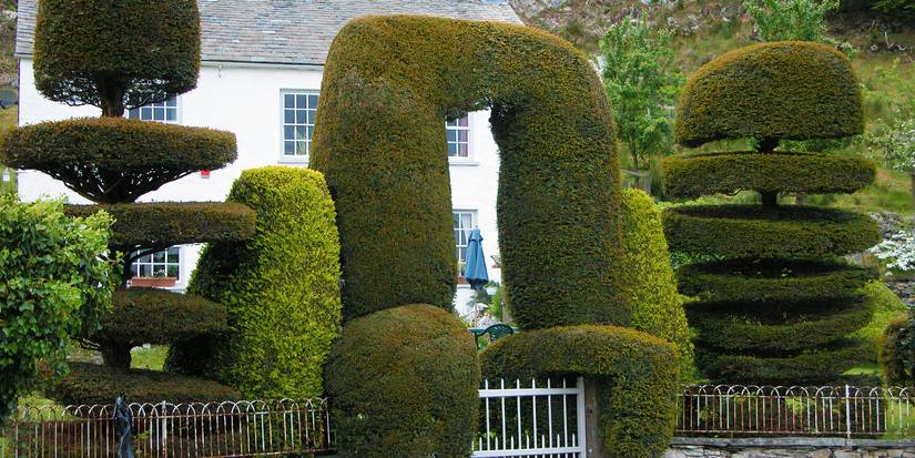 Sculpting Nature: How to Train Trees and Shrubs Into Living Art