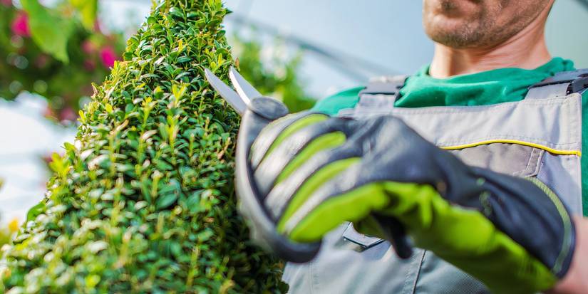 Shaping Shrubs and Bushes: Create a Stunning Landscape Design