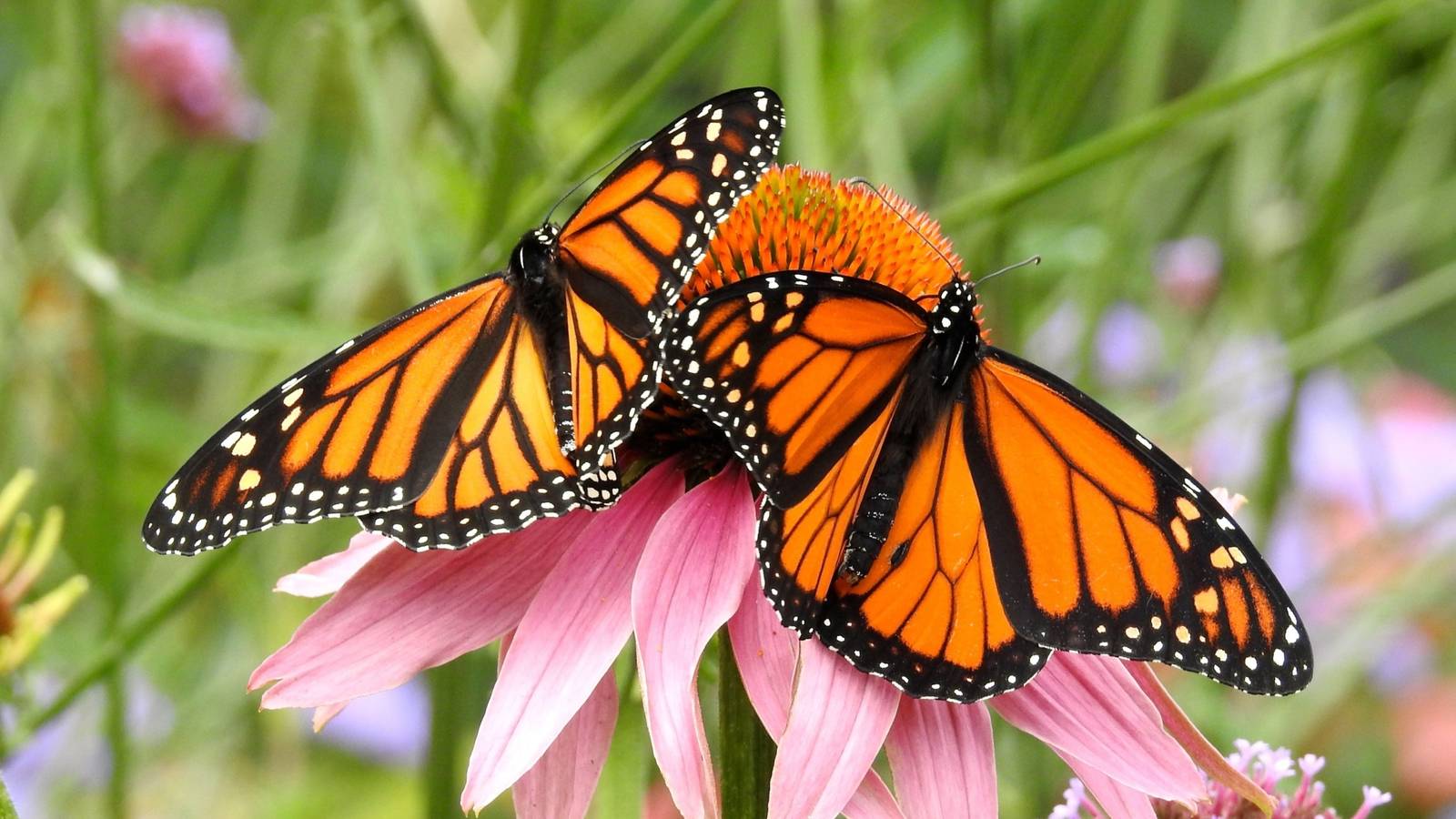 Attracting Butterflies Inspired by King Charles's Royal Portrait