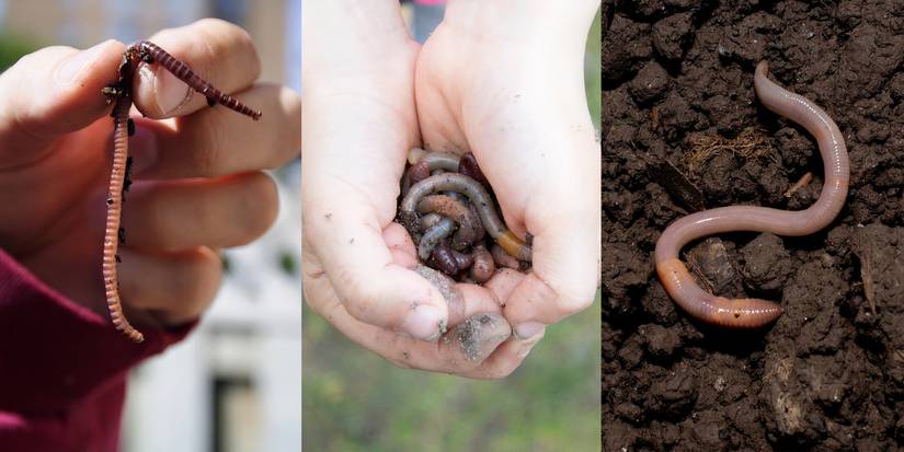 types of worms in soil