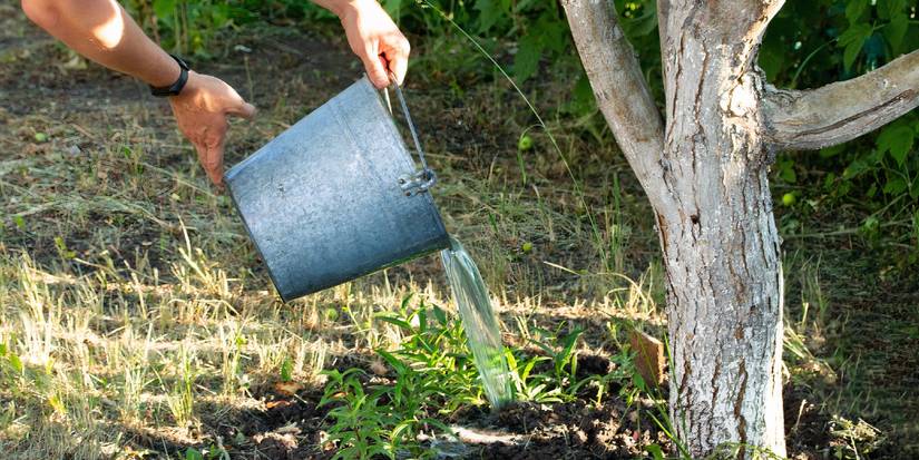 Water Plants Like a Garden Expert This June!