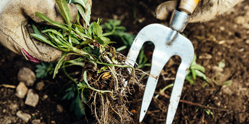 Effective Ways to Control Lawn Weeds: Digging vs. Pulling