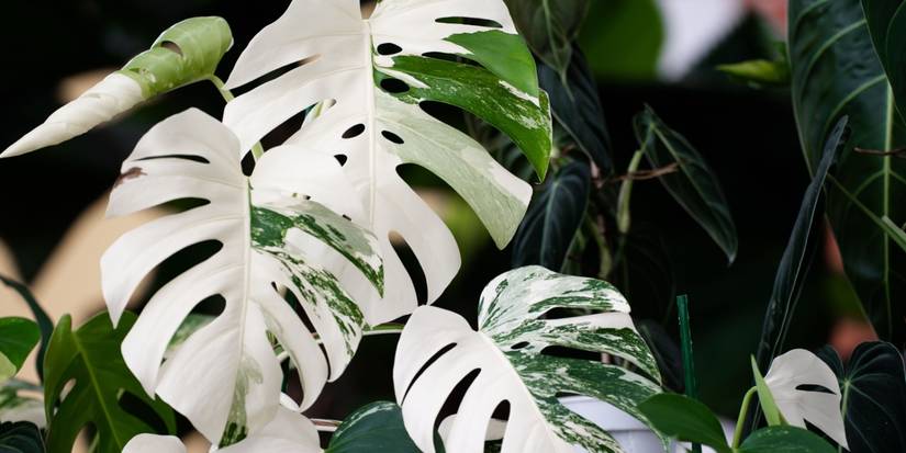 Albino Plants: Rare White Wonders and How They Survive