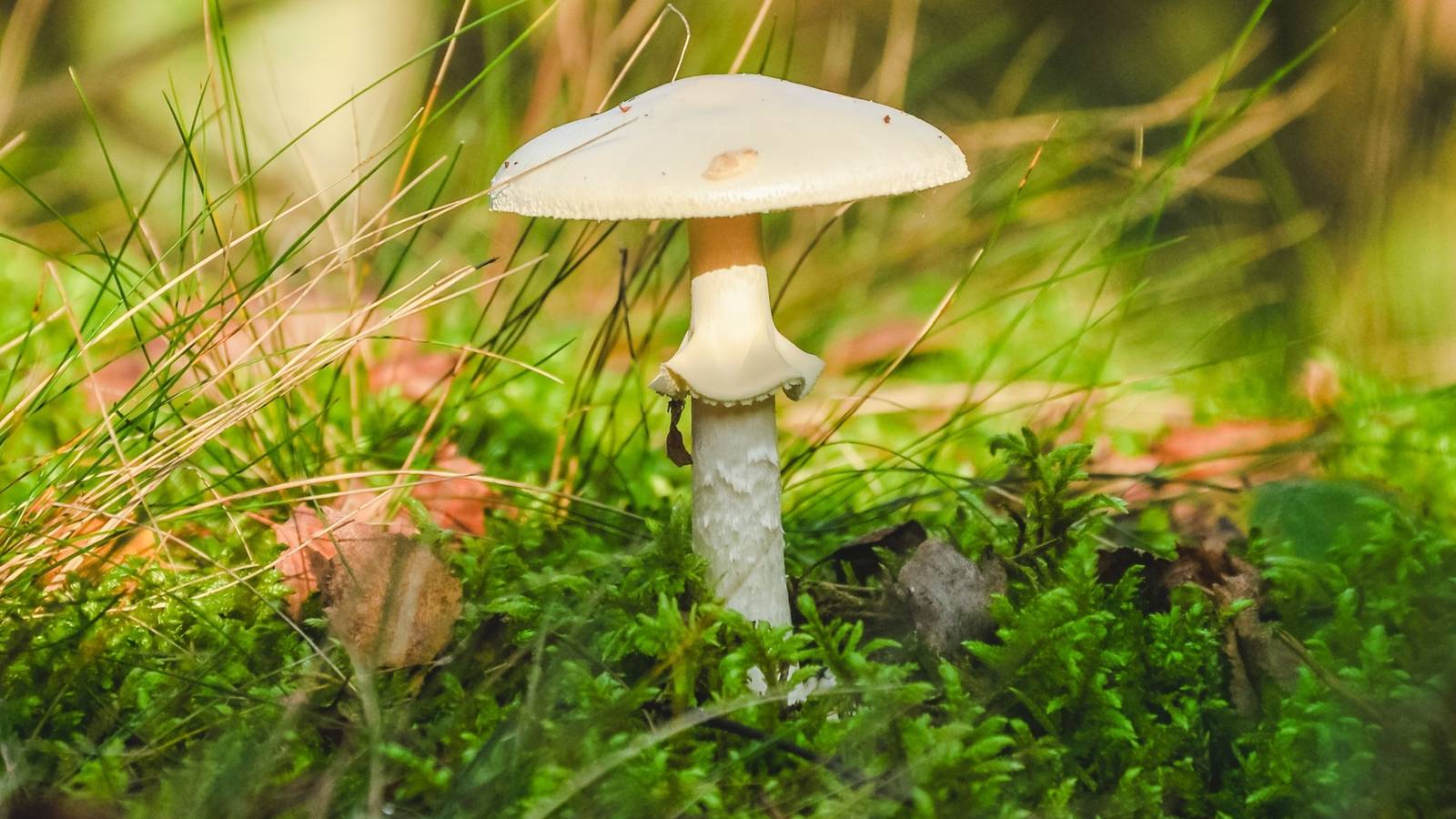 8 Rarest Mushrooms: Keeping an Eye on Exotic Plants