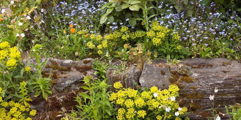 Transform Your Garden: A Wildflower Meadow That Thrives in the Shade