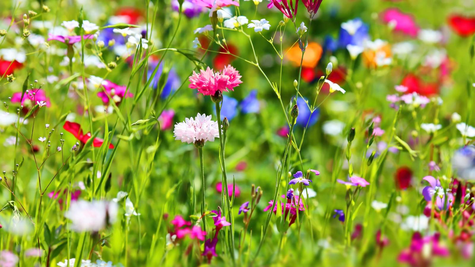 6 Wildflowers for Low-Maintenance Garden Designs