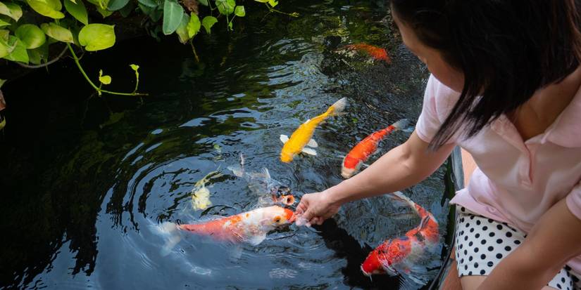 Use Fish to Control Mosquitoes and Beautify Your Backyard Pond