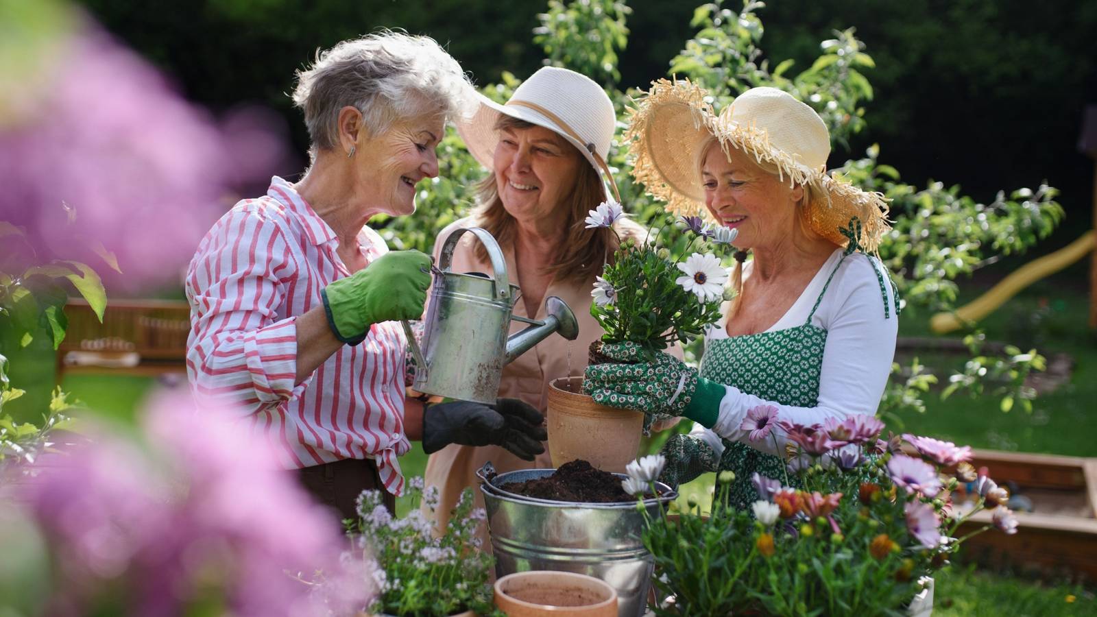 Discover the Magic of Plant Giveaways