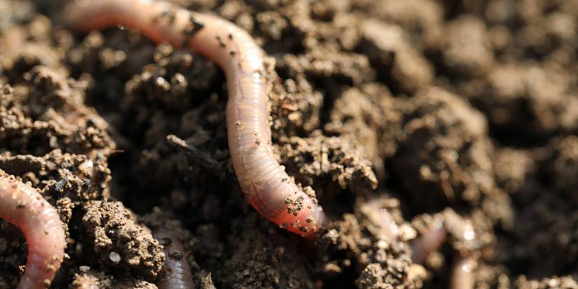 Jumping Worms Are Wrecking Your Garden