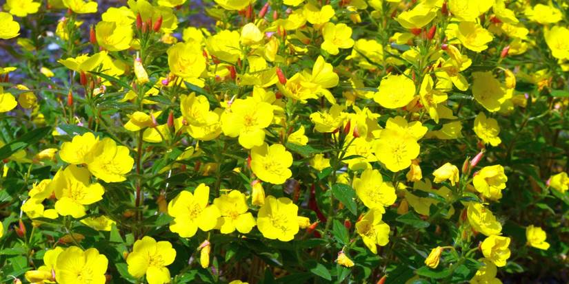 Ephemeral Blooms: Short-Lived Flowers for a Dynamic Garden