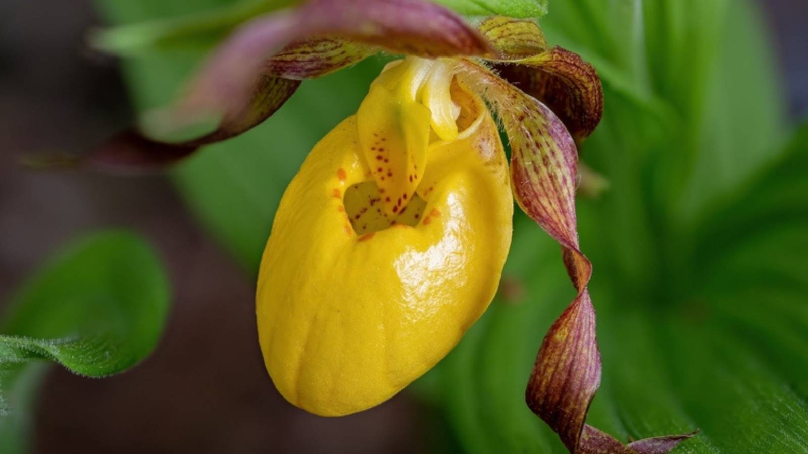 Show Off Your Garden With These 7 Highly Unique Flowers