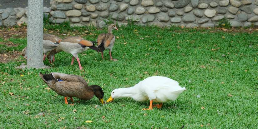 When Chirping Turns to Chaos: The Loudest Birds in Your Garden