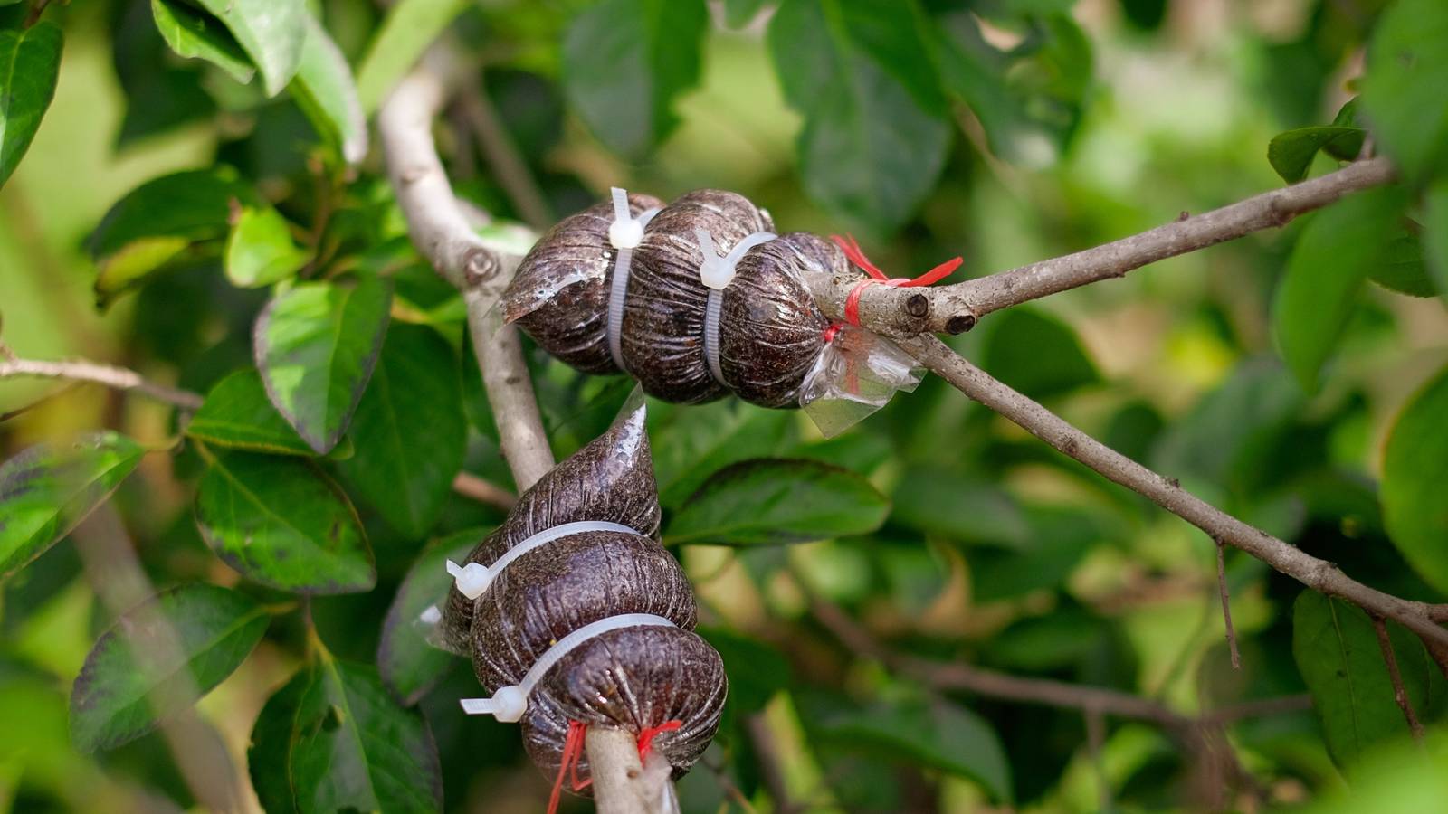 How Air Layering Plants Helps Expand Your Garden Plant Collection