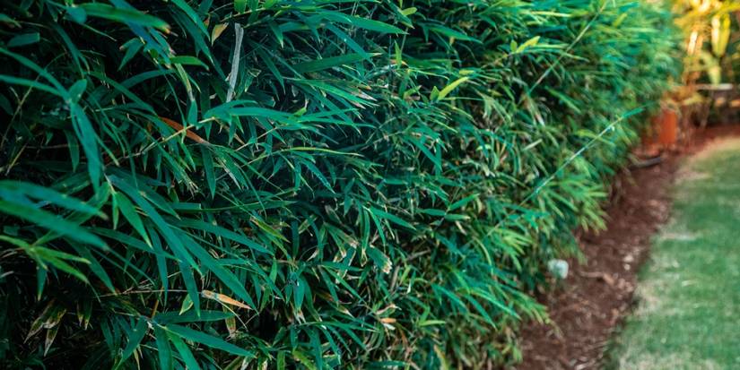 Grow Your Own Privacy: 5 Gorgeous Natural Fences